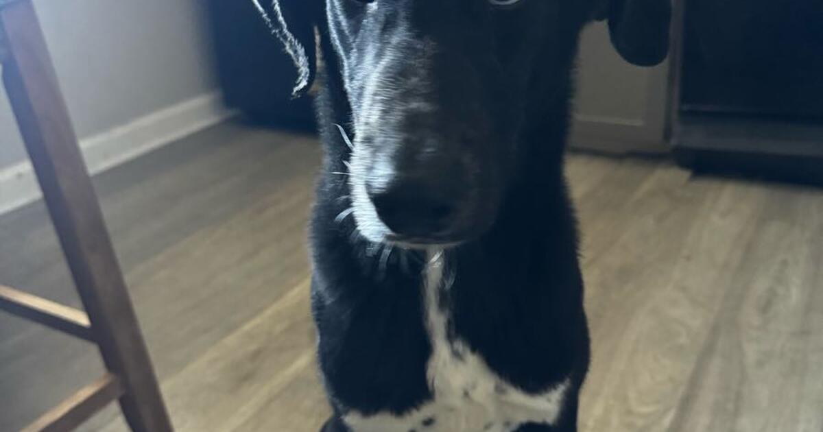 Dalsky for Free in Aurora, CO | For Sale & Free — Nextdoor