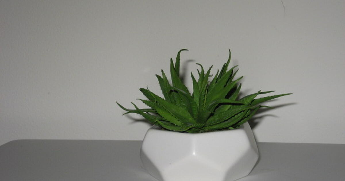 Faux Plant for $3 in Madison, WI | For Sale & Free — Nextdoor