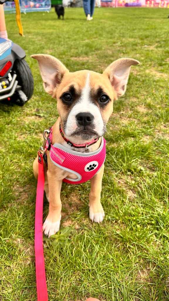 Paddock Wood Garden Centre - Paddock Wood, Kent - Nextdoor