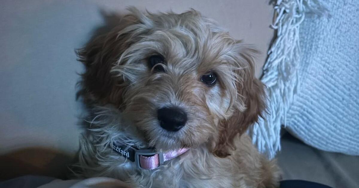 13 week old female cockapoo for $400 in Rochester, NY | For Sale & Free ...