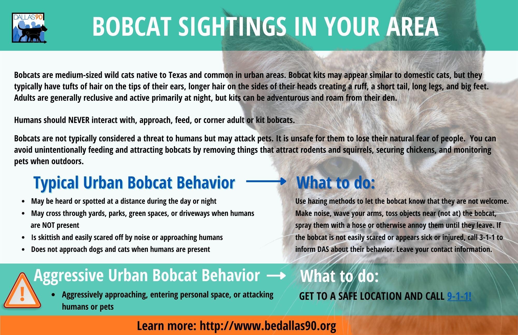 Bobcat Sightings In Your Area (Dallas Animal Services & Adoption Center ...