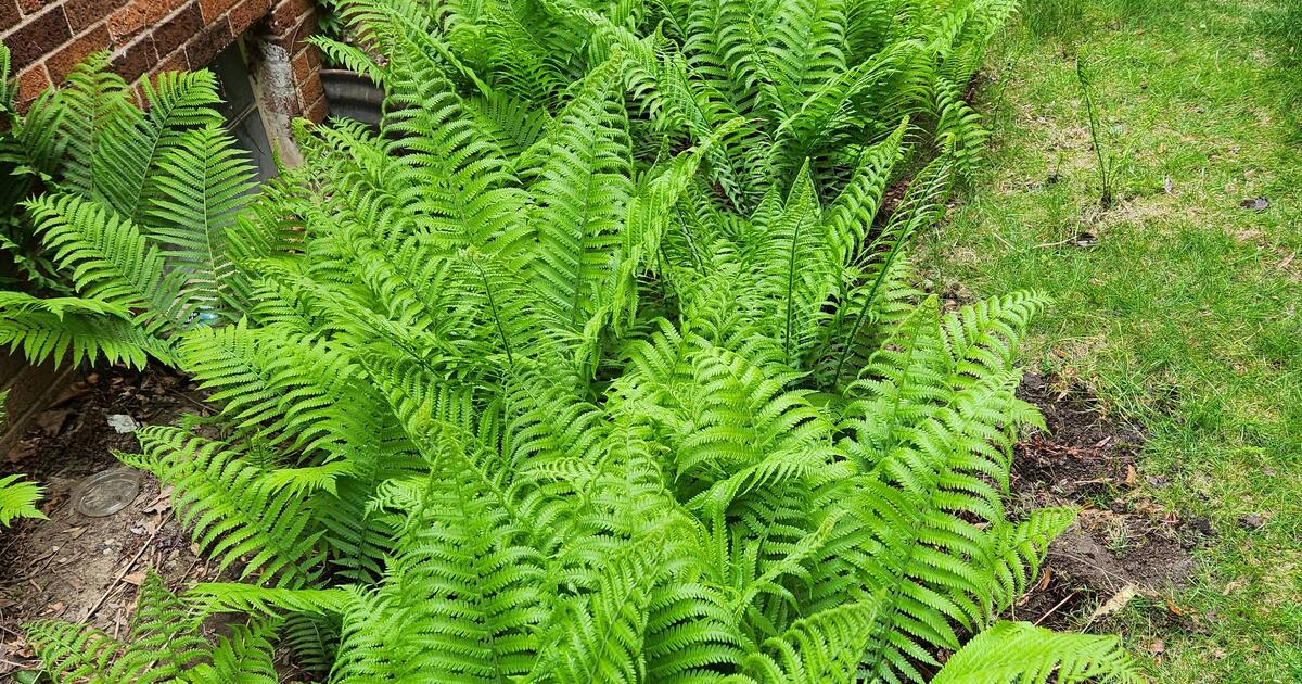 Update on free Ferns: This is it, waiting on one more person to dig the ...