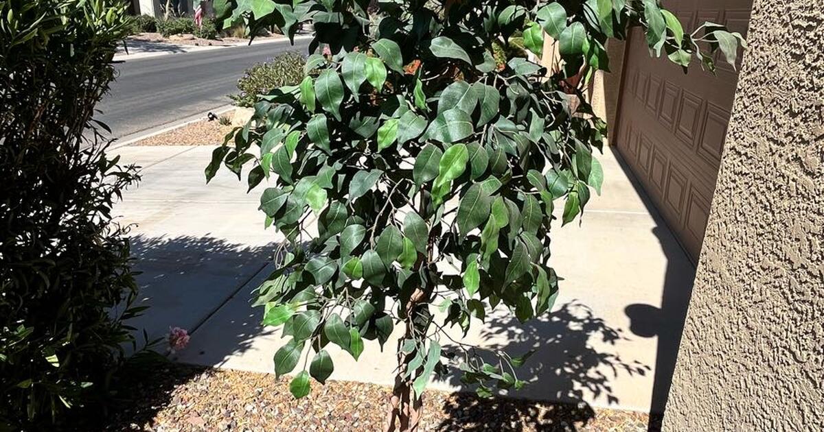 Ficus Tree for Free in Eloy, AZ | For Sale & Free — Nextdoor