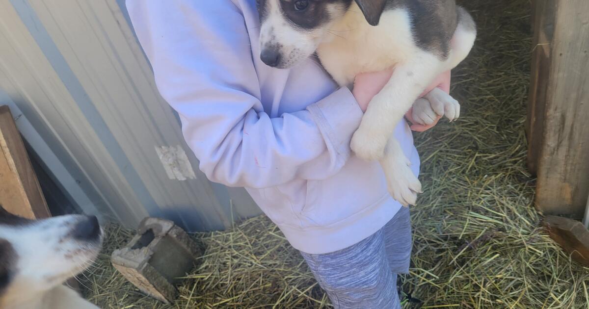 farm pups looking for new homes for $150 in Niles, MI | For Sale & Free ...