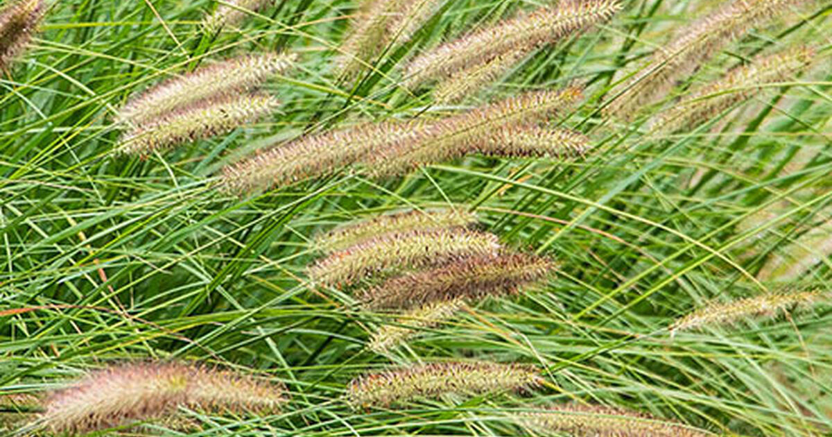 Fox Trot Ornamental Grass (Free) for Free in Brighton, MI | For Sale ...