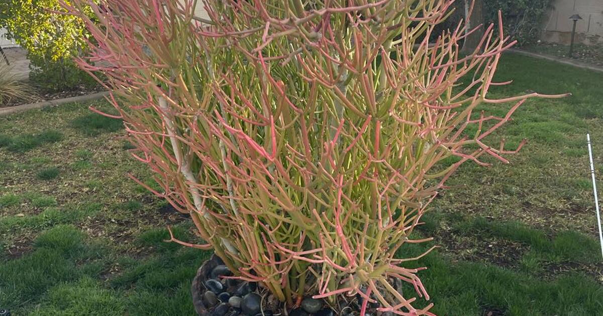 Large Firestick Plants for Free in Phoenix, AZ | Finds — Nextdoor