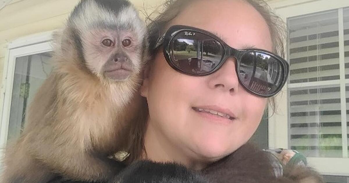 TOY DONATIONS NEEDED FOR BUSY MONKEYS for Free in Monroe, NC | For Sale ...