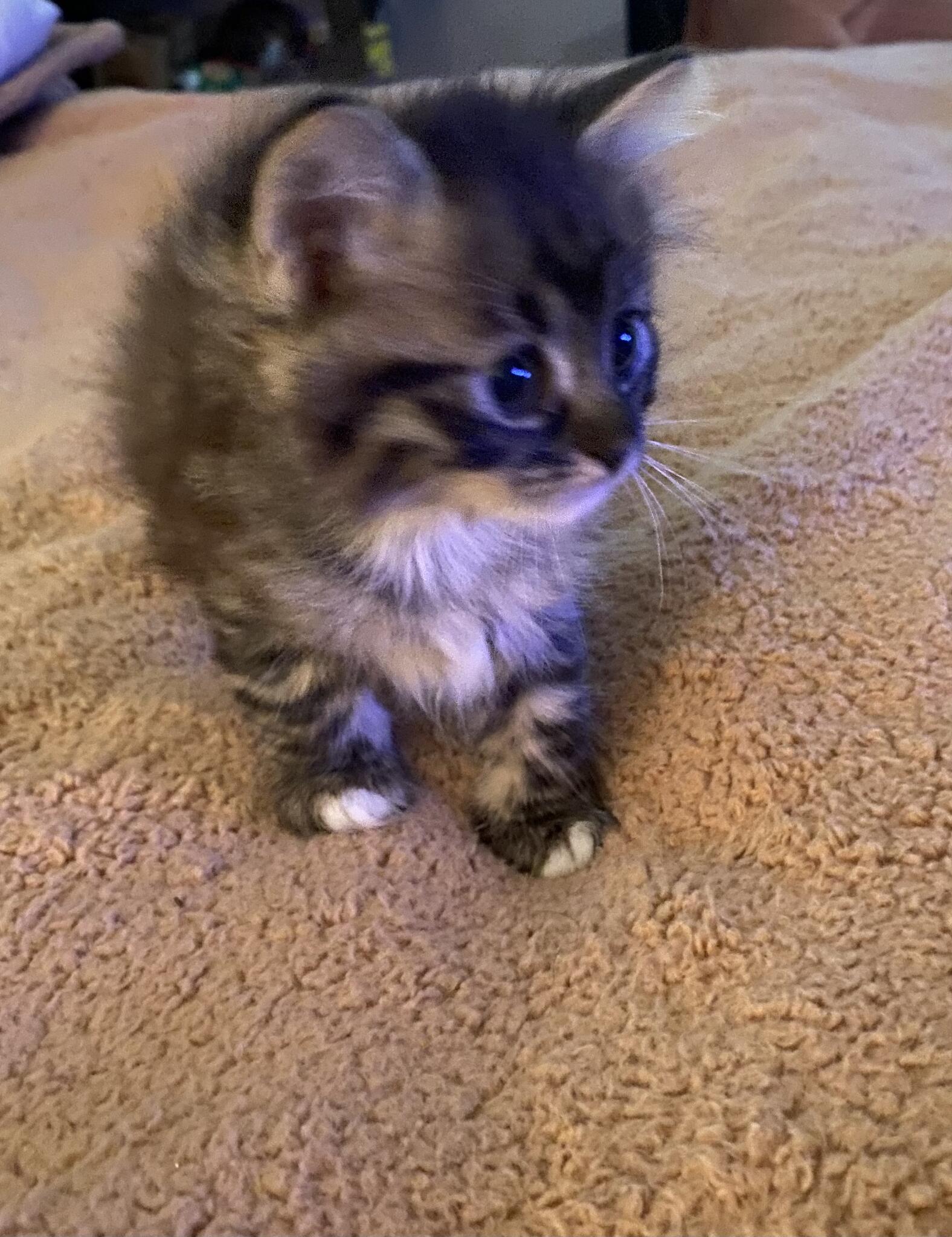 GIVING THIS AWAY-Local area only for Free in Mobile, AL | For Sale ...