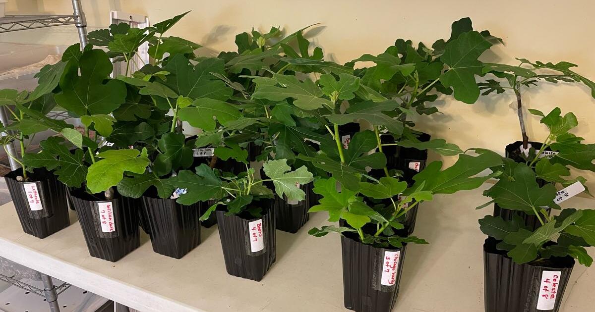 Sicilian Dark Lattarula Italian Honey Chicago Hardy Celeste Beer’s ...