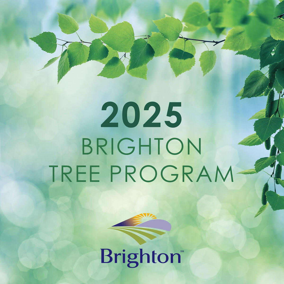 Spruce up your yard with a tree from the City of Brighton’s 2025 Tree ...