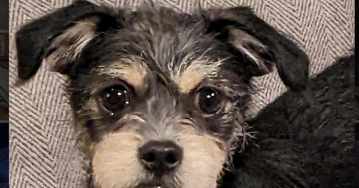 AARF RESCUE for Free in Spring, TX | For Sale & Free — Nextdoor