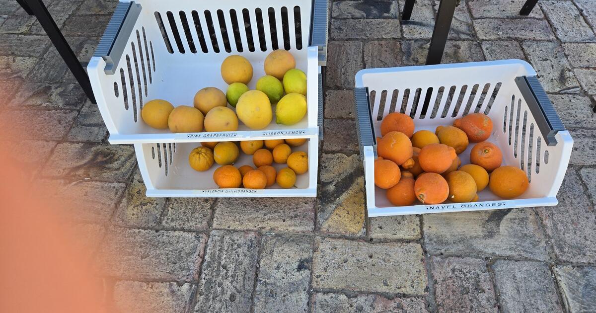 Assorted Citrus Fruits in Yuma, AZ | For Sale & Free — Nextdoor