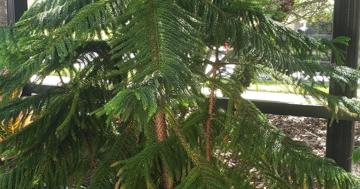 Pine Tree for $40 in Kissimmee, FL | For Sale & Free — Nextdoor