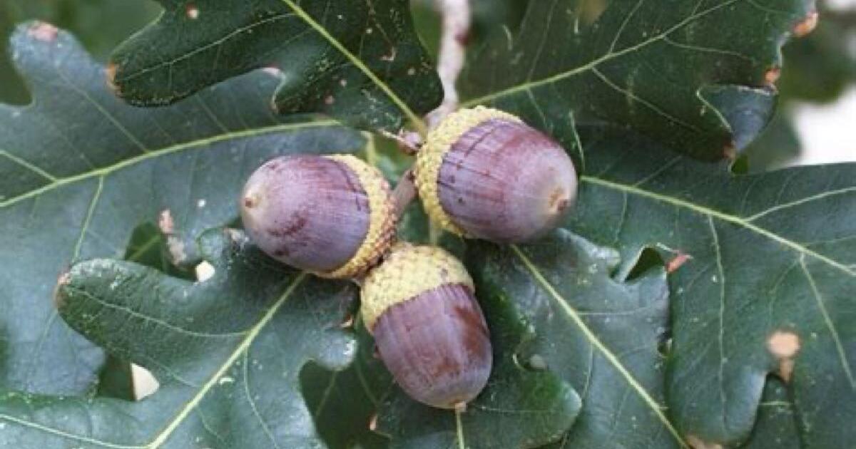 Wanted: white oak acorns in Zionsville, IN | For Sale & Free — Nextdoor
