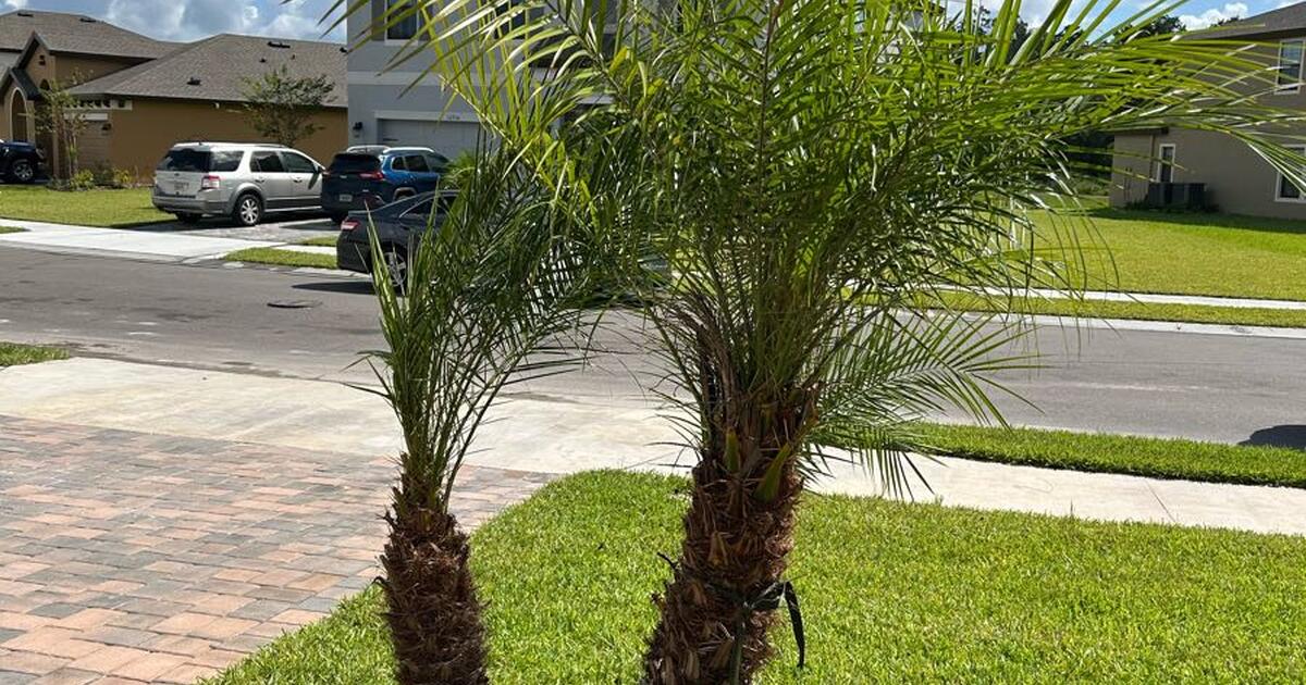 Pygmy Date Palm multi trunk for Free in Parrish, FL | For Sale & Free ...