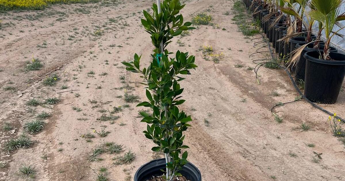 5 and 15 Gallon Trees for $40 in Florence, AZ | For Sale & Free — Nextdoor