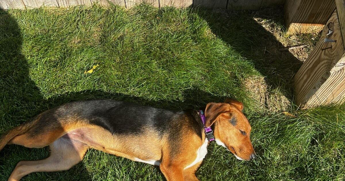 8 Month Old Female Beagle/Greyhound Mix for Free in Madison, WI | For ...