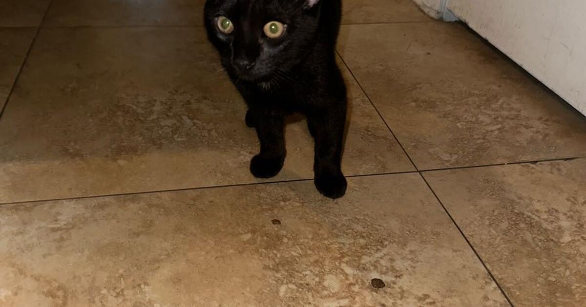 Tammy cat for Free in Las Vegas, NV | For Sale & Free — Nextdoor