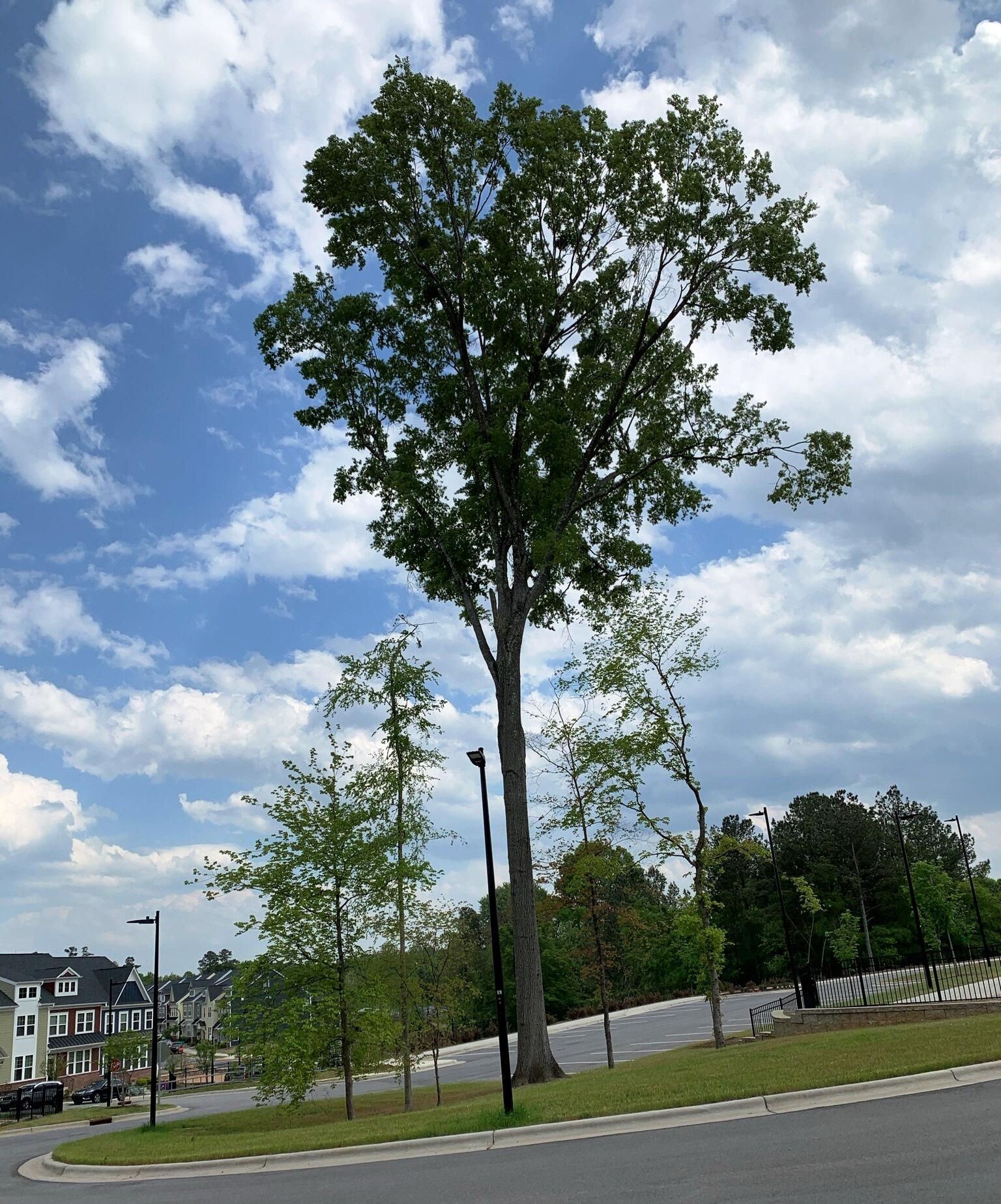 Vote now for 2023 Wake Forest Tree of the Year (Town of Wake Forest ...