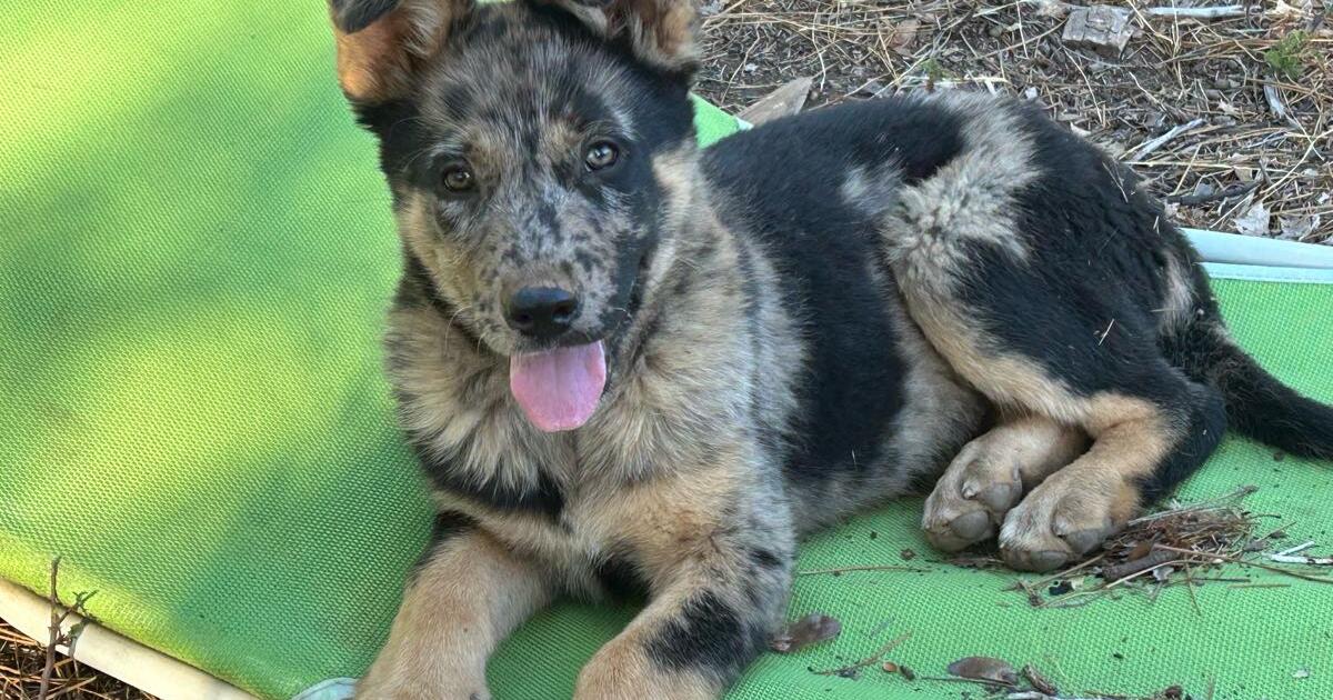 BLUE MERLE GERMAN SHEPHERD PUPPIES in Placerville, CA | For Sale & Free ...