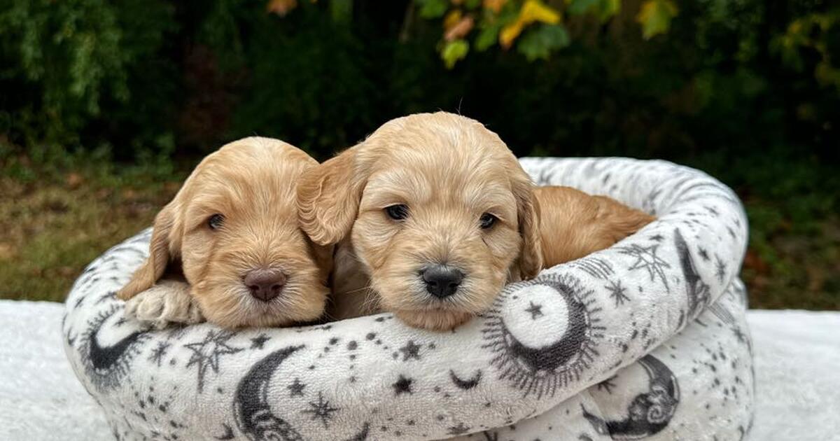 Cockapoo puppies in Mint Hill, NC | For Sale & Free — Nextdoor