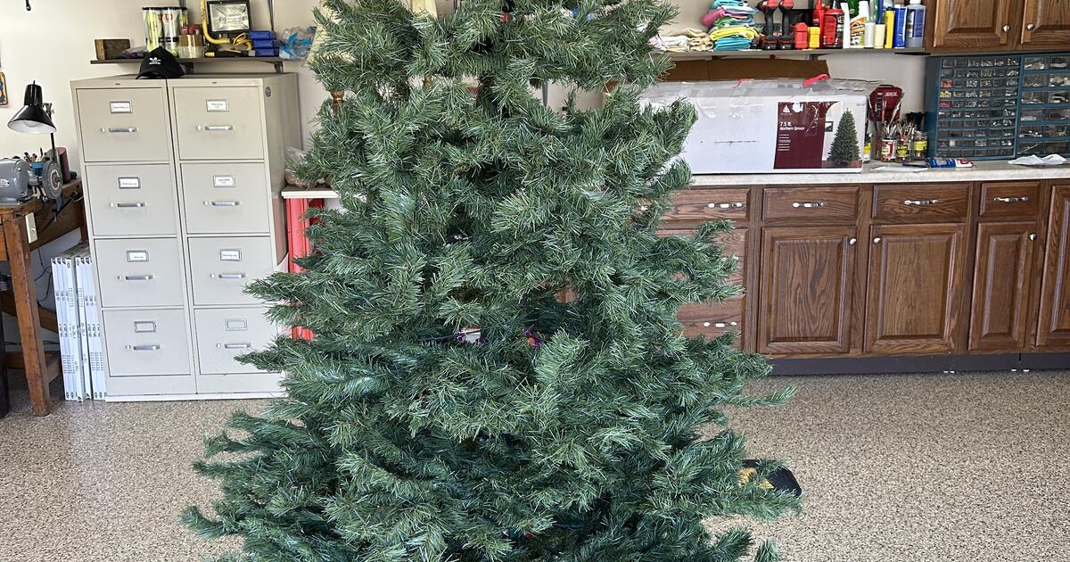 Christmas Tree--7.5 ft Northern Spruce for $30 in Loudon, TN | For Sale ...