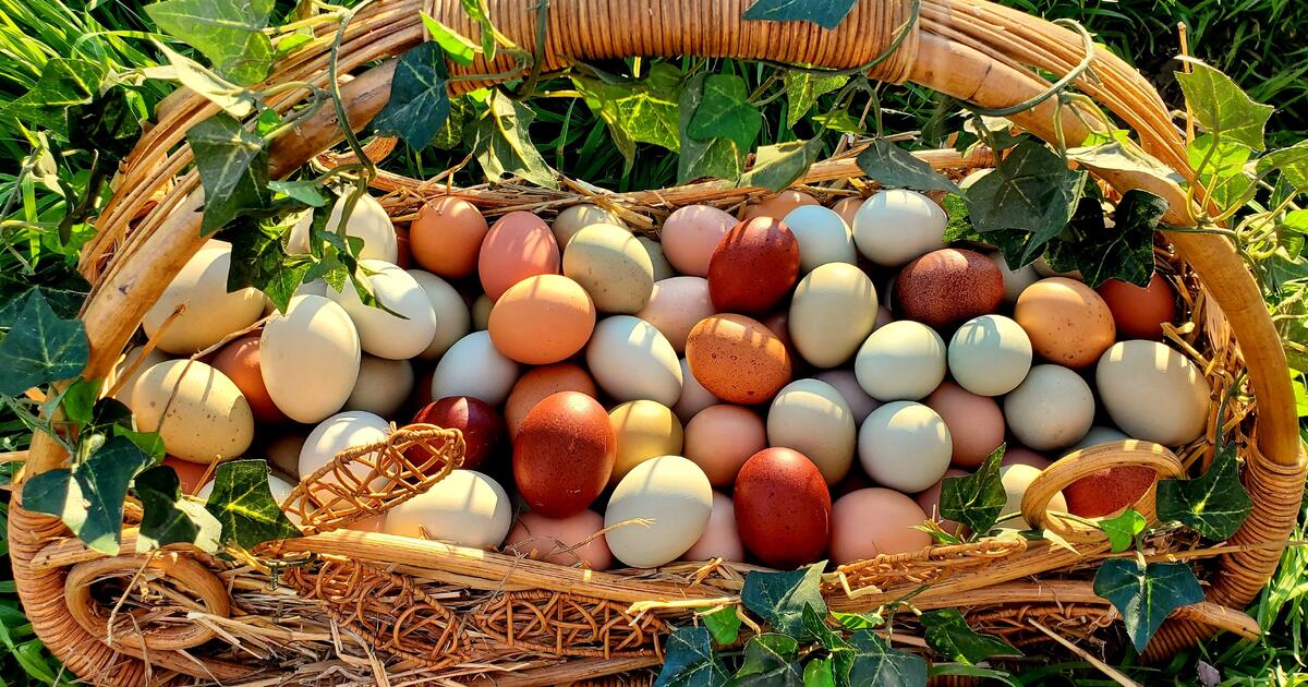 🌟🌈 Blessed Bee Farms' Rainbow Eggs 🌈🌟 for Free in Del Valle, TX | For ...