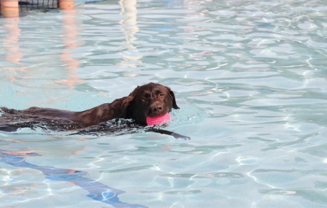 The 2022 Henry Moses Aquatic Center season comes to an end (City of ...