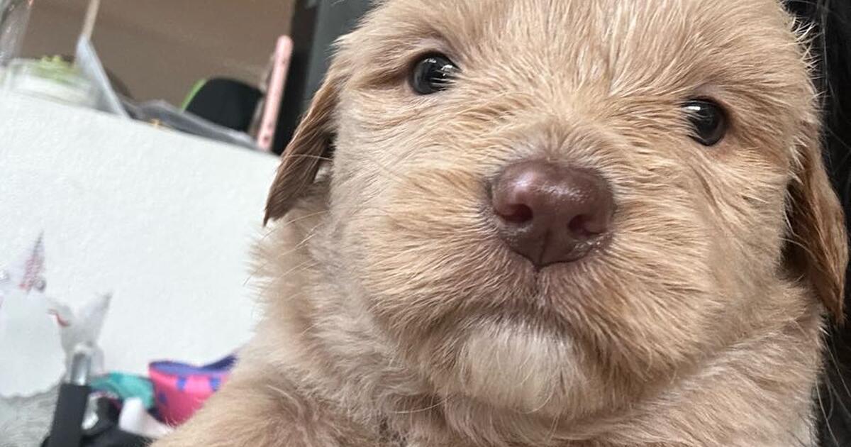 Goldendoodle German Shepherd mix for Free in Moreno Valley, CA | For ...