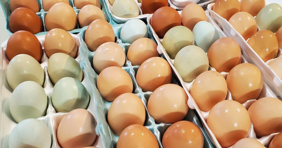 Fresh Free Range Chicken Eggs for $4 in Rio Rancho, NM | For Sale ...