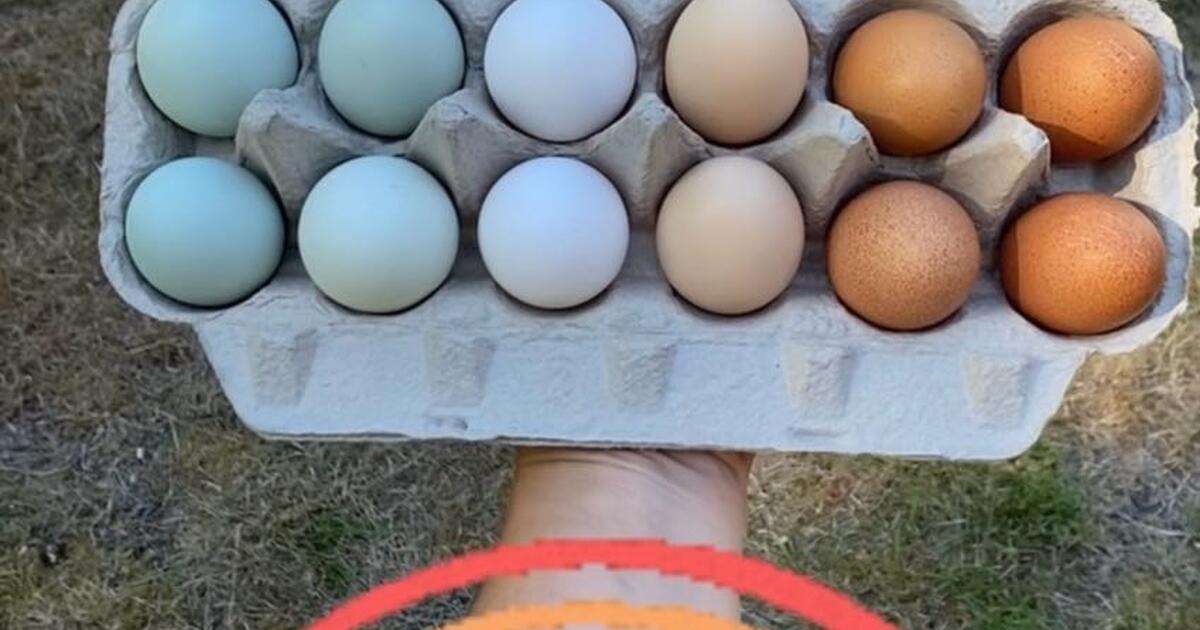 We have Eggs!! for $5 in Blaine, WA | For Sale & Free — Nextdoor