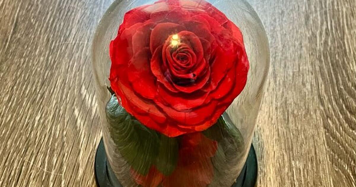 Red Rose in Glass Dome for Free in Raleigh, NC | For Sale & Free — Nextdoor