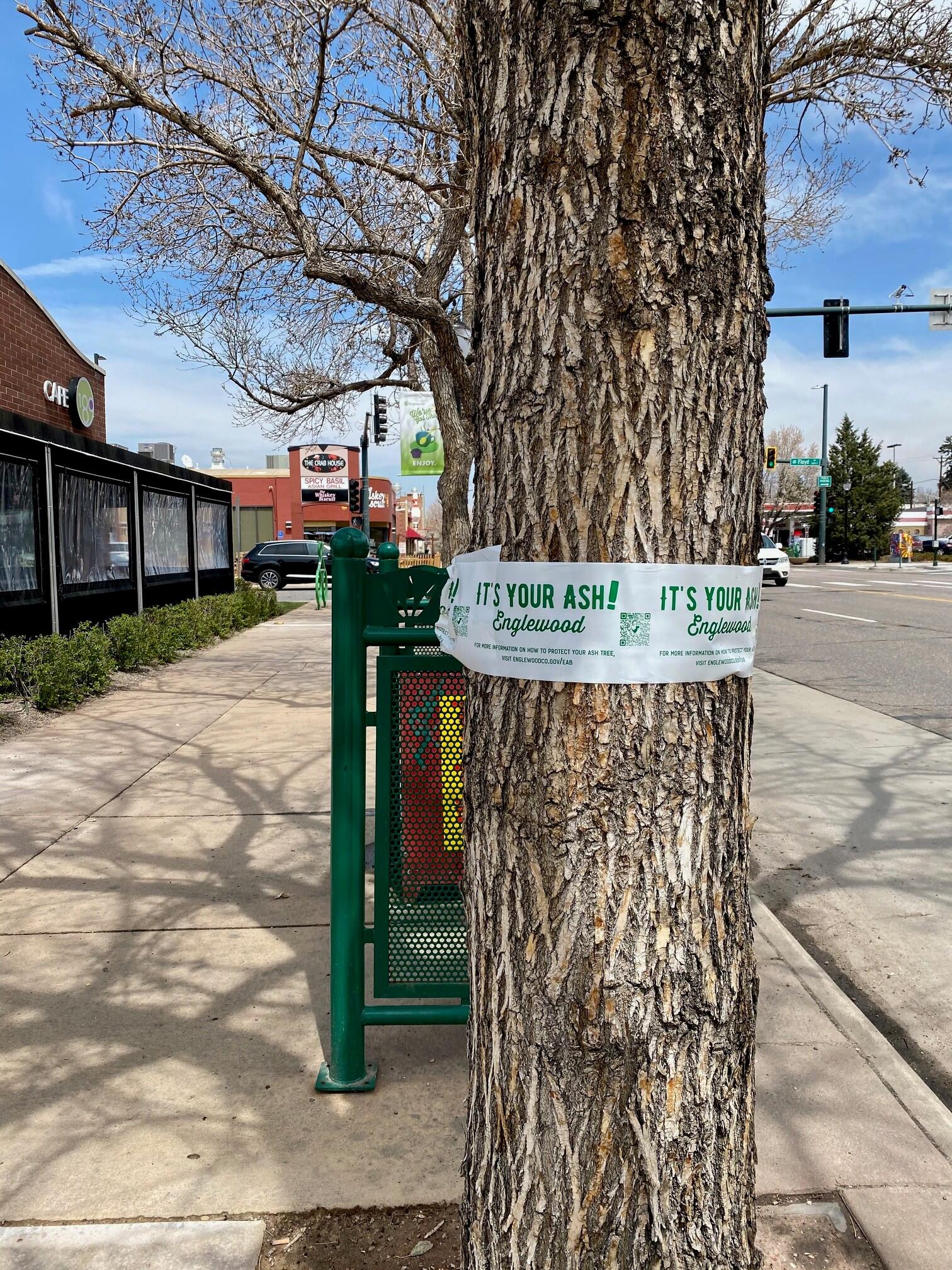 Spotted! Emerald Ash Borer Tree Wraps (City of Englewood) — Nextdoor ...