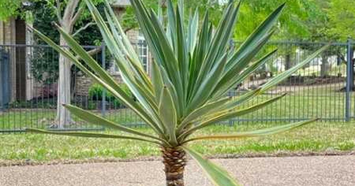 LIVE Healthy Yucca Gloriosa Variegata Variegated Spanish Dagger Tree ...