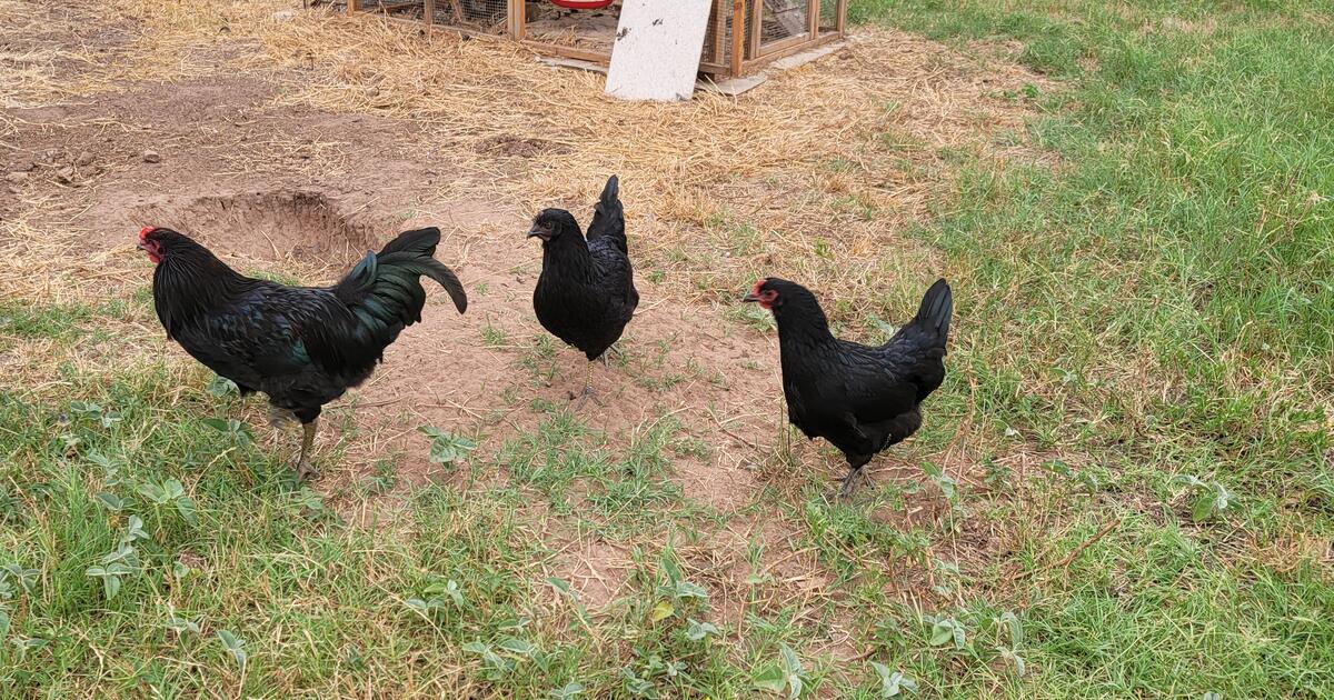 Laying Hens & Guineas, Roosters and 2 Boxers for $1 in Joshua, TX | For ...
