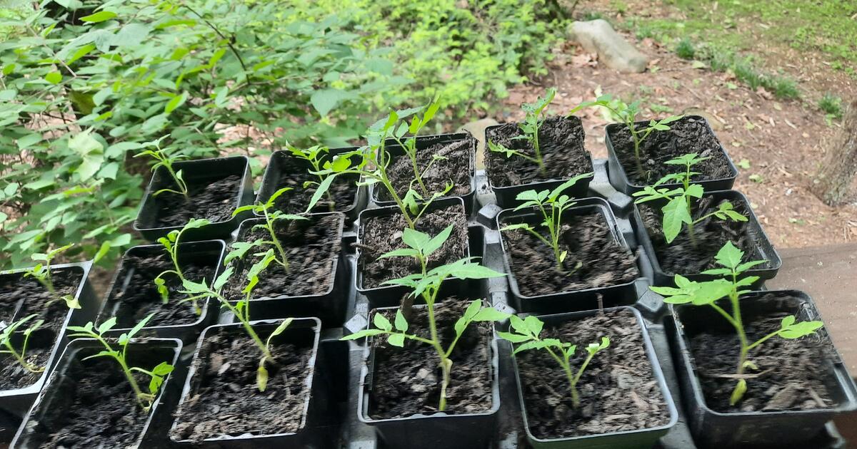Tomato plants for Free in Knoxville, TN | Finds — Nextdoor