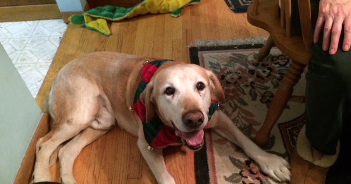 My Yellow Lab Passed in 2017 after 13 years. in Campbell, CA | For Sale ...
