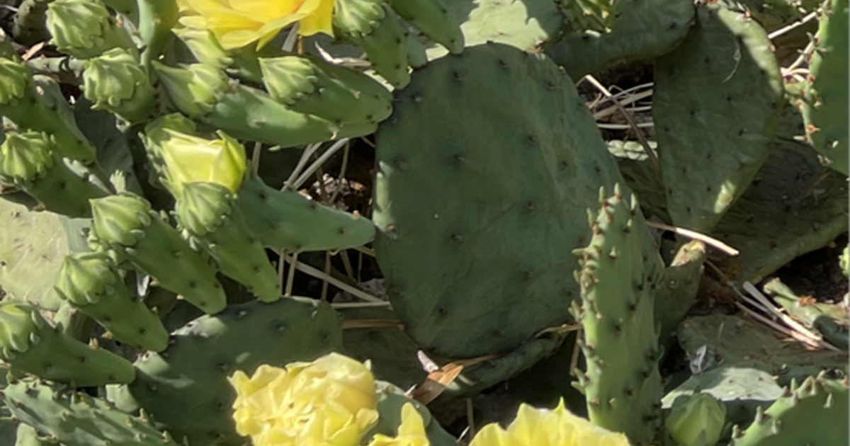 🌵blooming Michigan Cacti outdoor winter hardy plants now available🌵 for ...