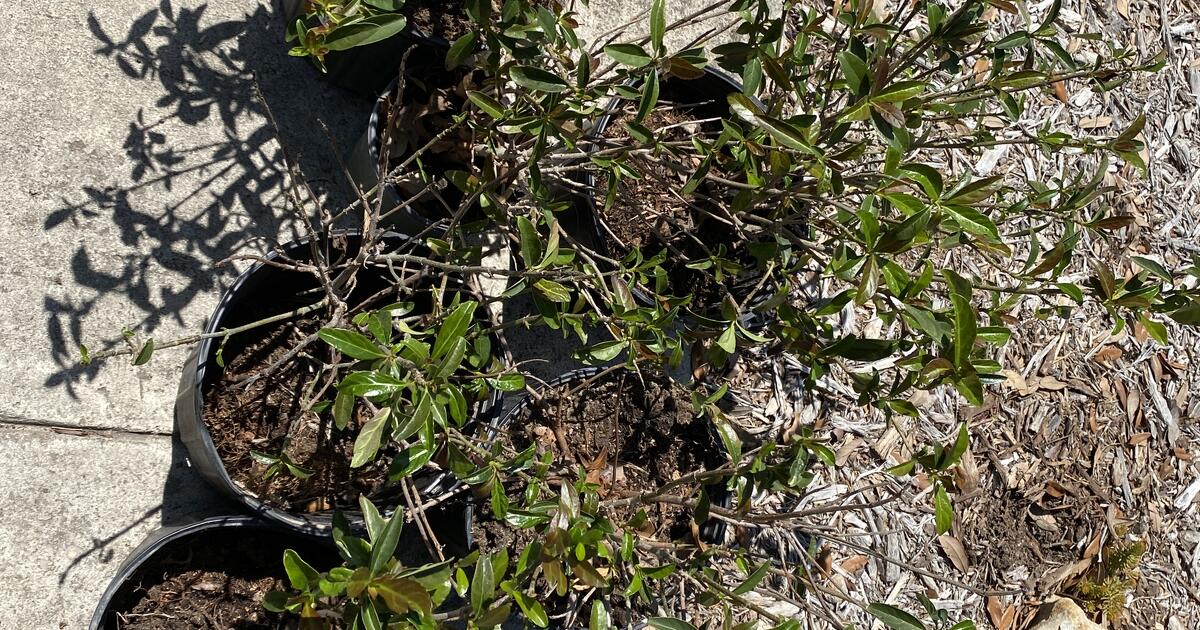 Free - 6 Copper top shrubs for Free in San Antonio, TX | For Sale ...