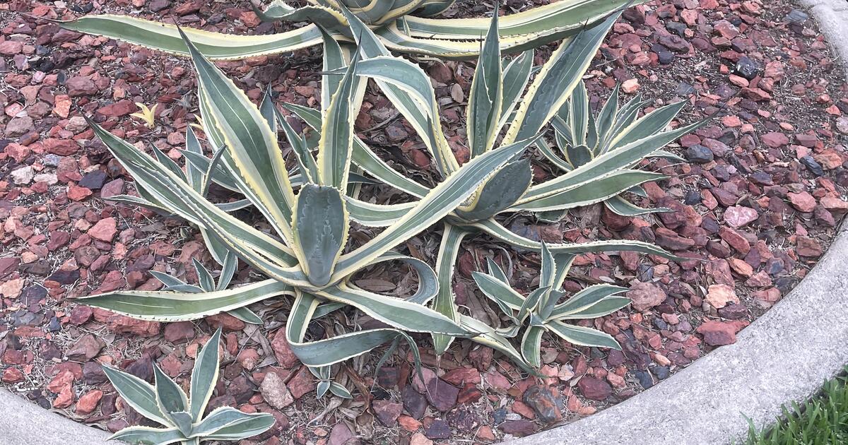 Free Century Cactus plants for Free in The Villages, FL | For Sale ...