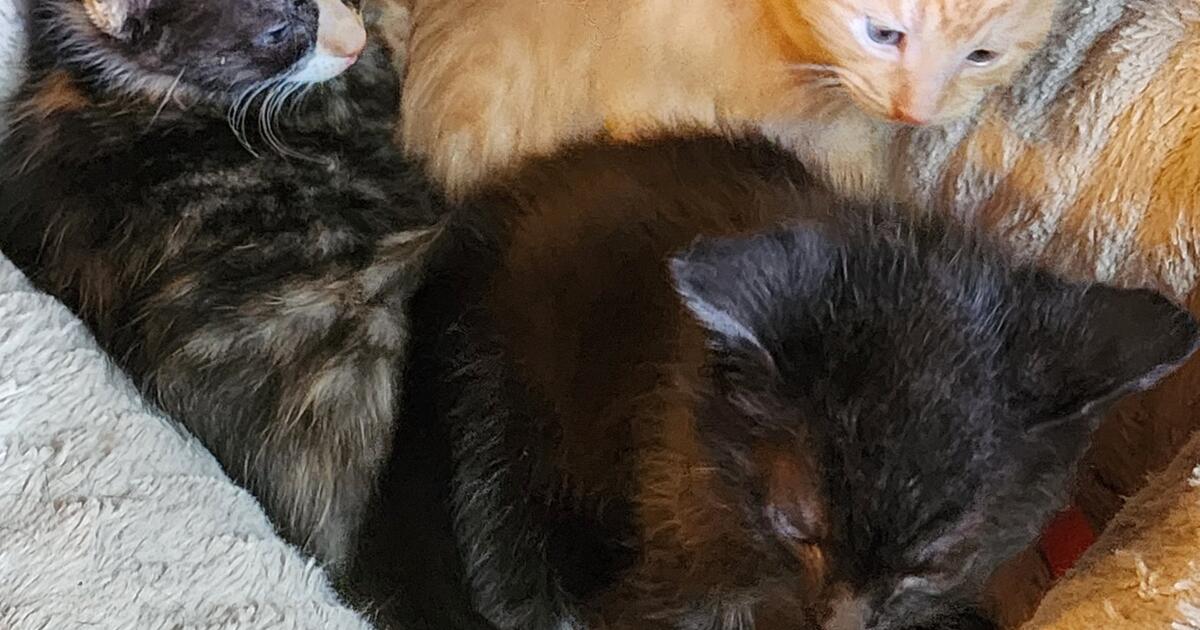 Rehoming Beautiful Kittens!! for Free in Vancouver, WA | For Sale ...