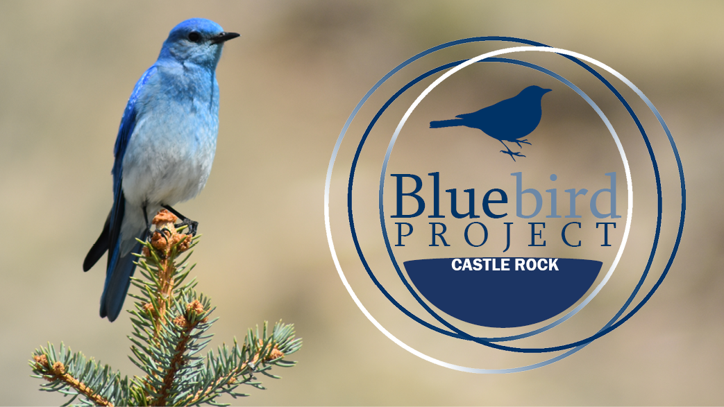 Help Castle Rock’s bluebird population soar; volunteers needed for the ...