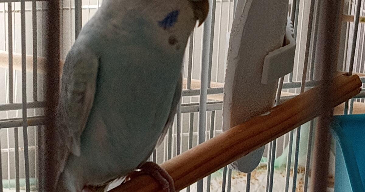 Felicity is looking for a home with a friend for $1 in Palm Coast, FL ...