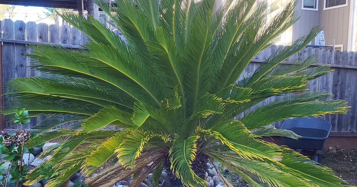 Sago Palm - Adult - 9ft - Potted for $400 in Orangevale, CA | For Sale ...