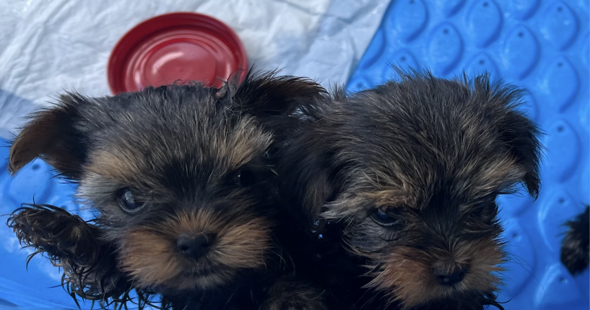 Tea cup yorkie only 1 left for Free in McAllen, TX | For Sale & Free — Nextdoor