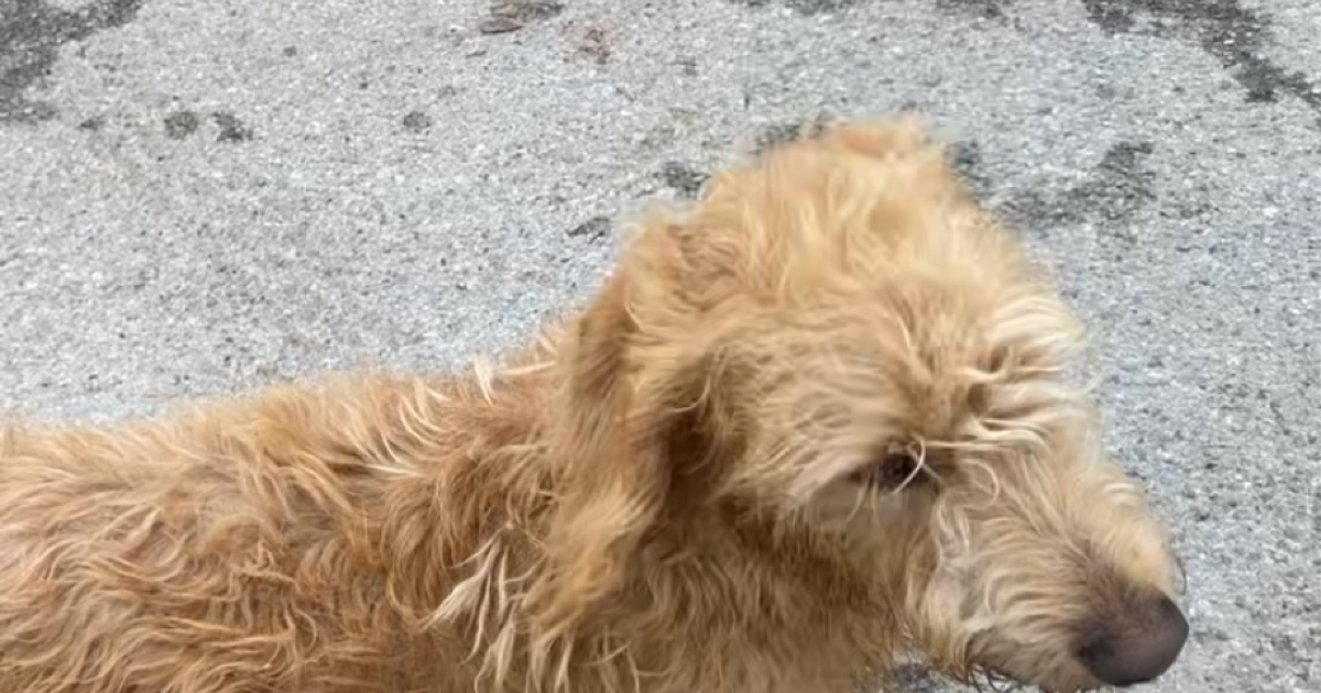 lost dog in Terrell, TX | For Sale & Free — Nextdoor