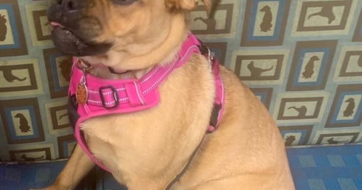 PUGWEILER for Free in Jeffersonville, IN | For Sale & Free — Nextdoor