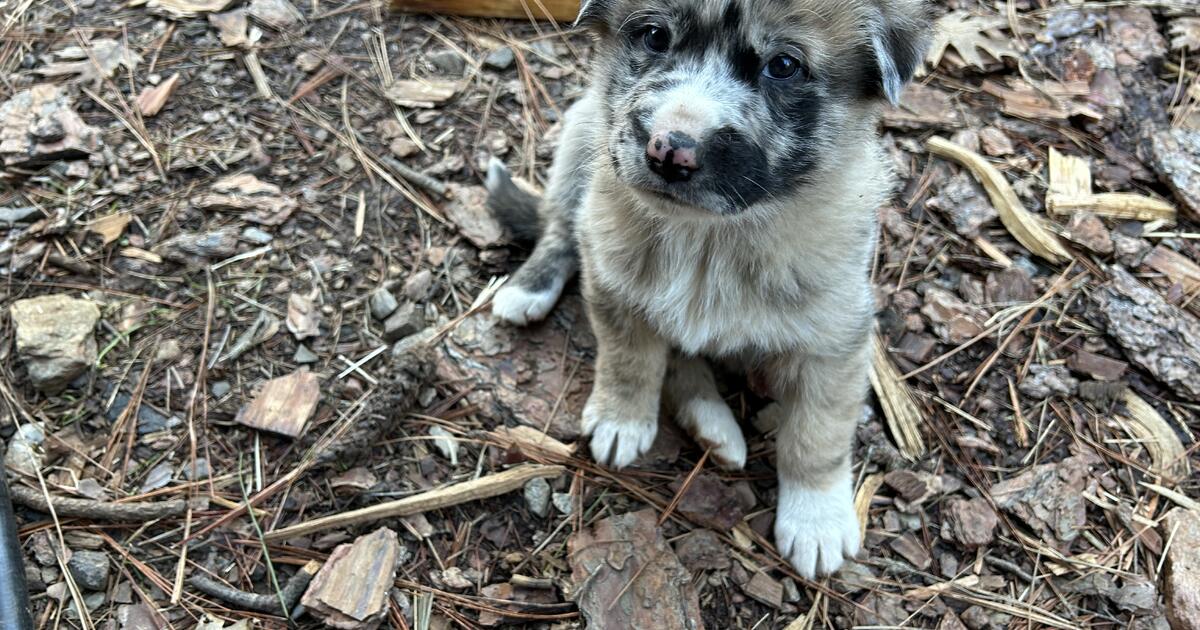 Blue Merle German Shepherd / Anatolian Shepherd Puppies in Placerville ...