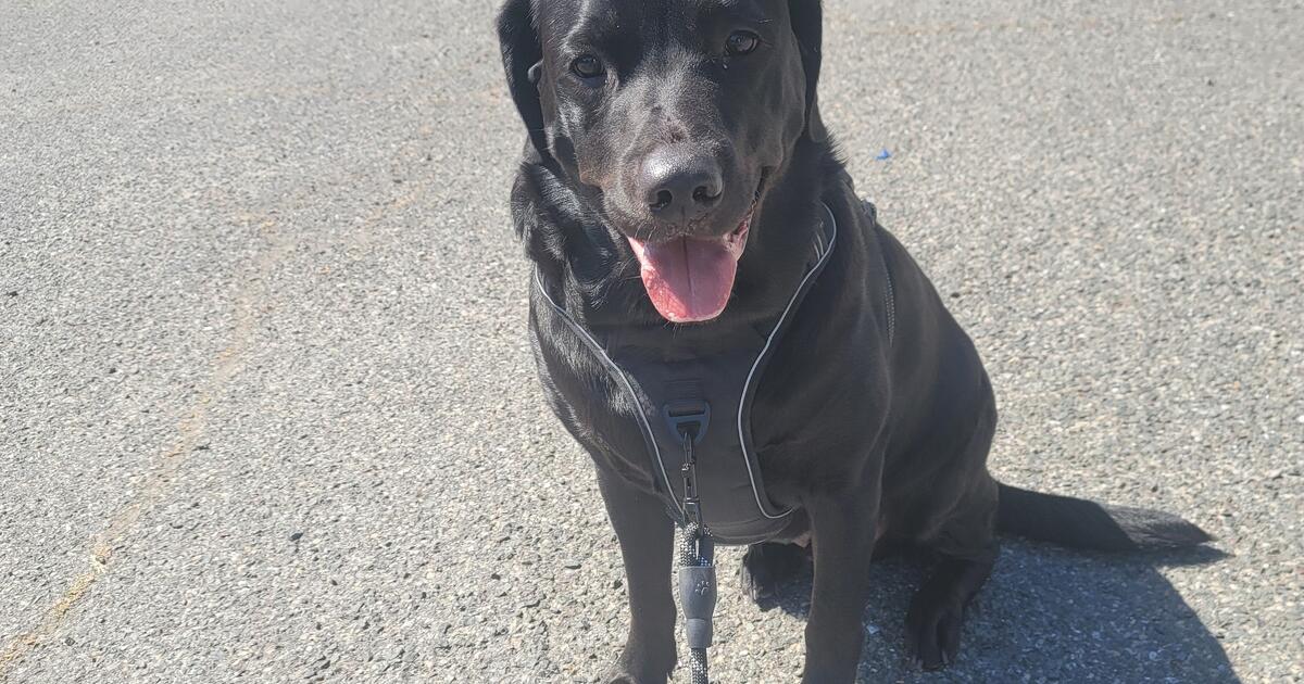 I will pay up to $300 for rehoming my Labrador Retriever for Free in ...