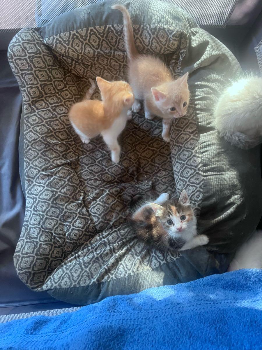 Giving away KITTENS!! for Free in Richmond, CA | For Sale & Free — Nextdoor